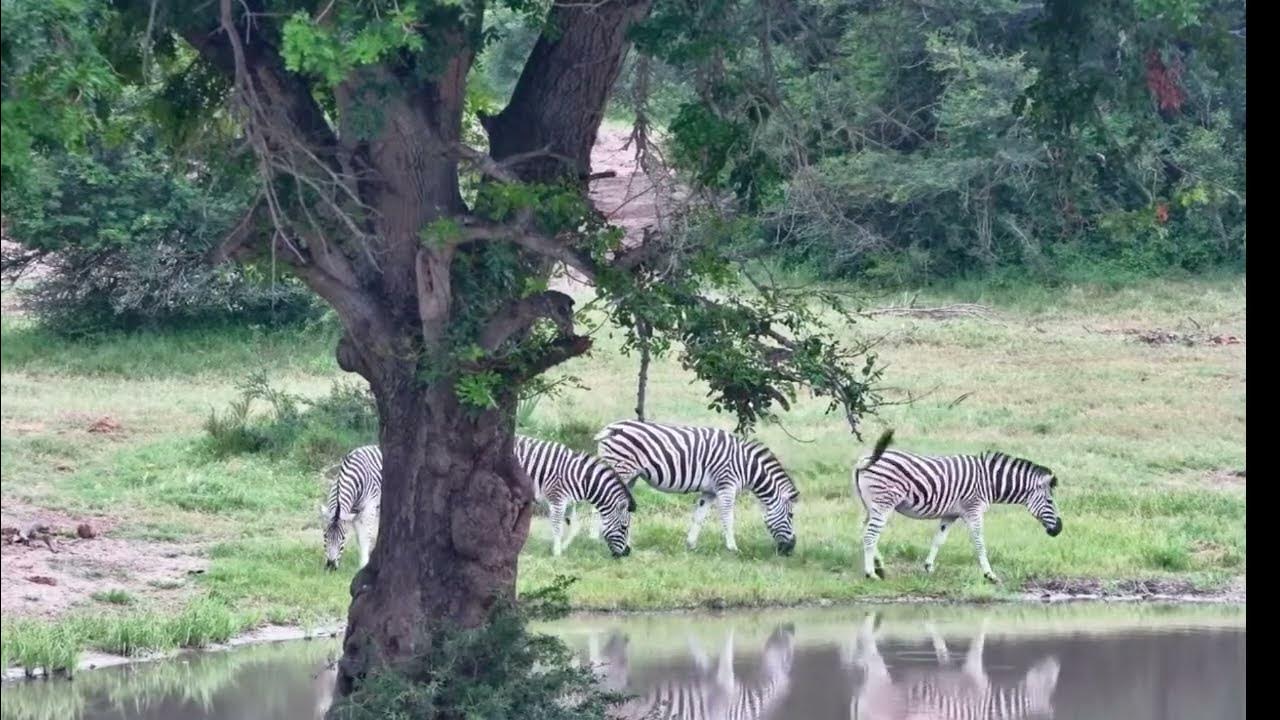 Zebras Pass REGAL Crowned African Eagle Feeding on Python Kill - YouTube