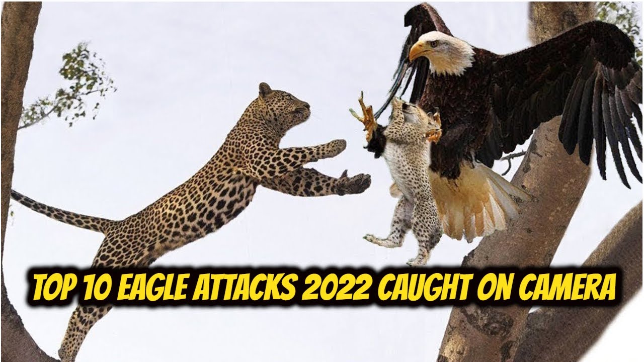 Top 10 Eagle Attacks of 2022 Caught on Camera - YouTube