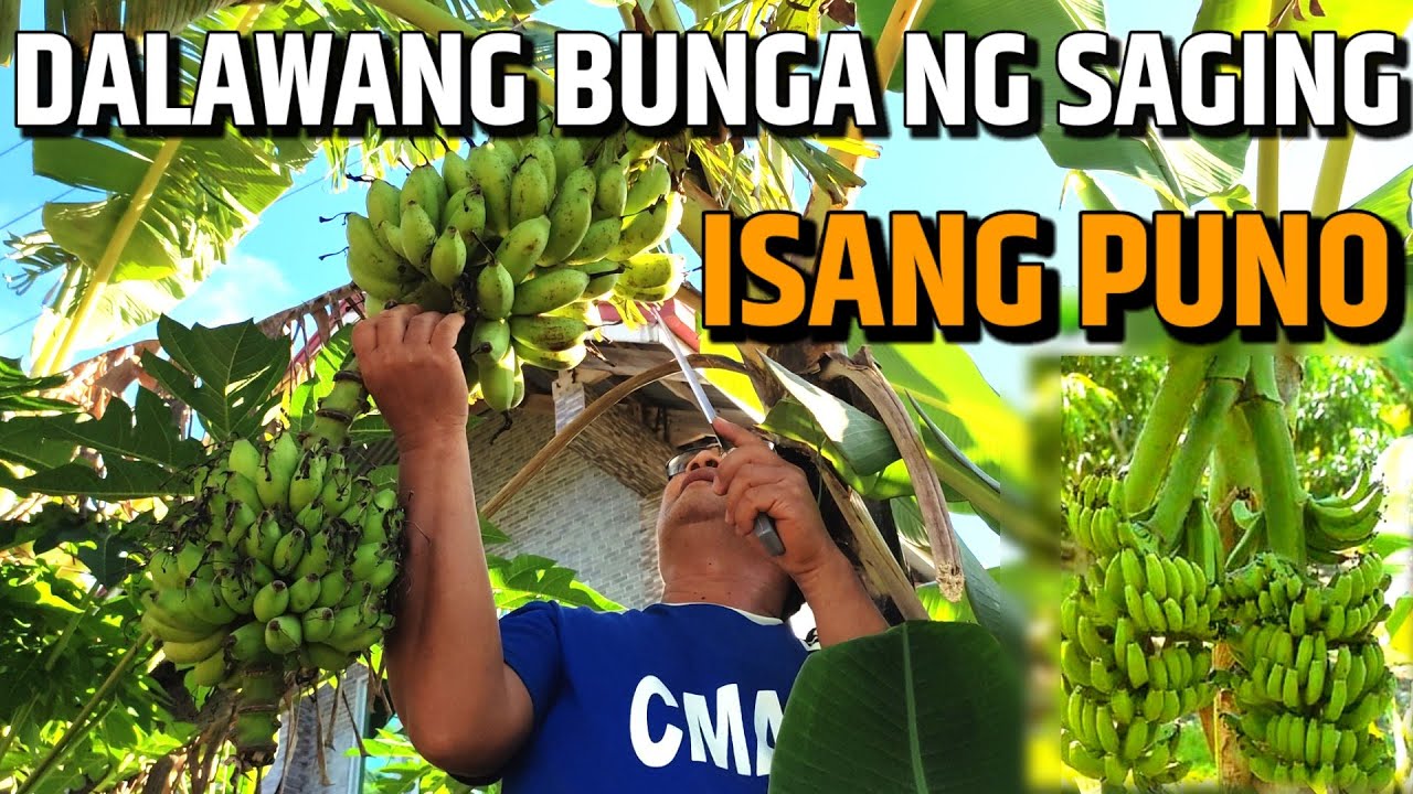 SAGING ISANG PUNO DALAWA ANG BUNGA | D' GREEN THUMB - YouTube