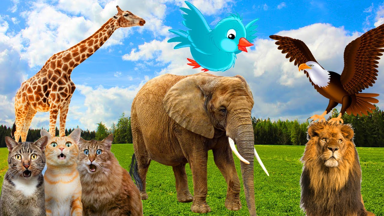 CUTE LITTLE ANIMALS - ELEPHANT, CAT, DUCK, DOG, RABBIT, CHICKEN - YouTube