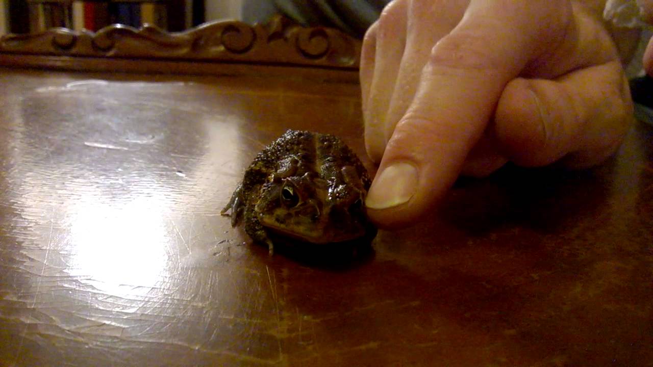 The Incredible Ticklish Toad - YouTube
