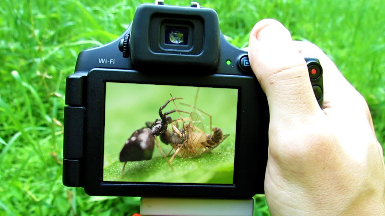 Close Up Macro Spider Photography - Step by Step Tutorial with the ...