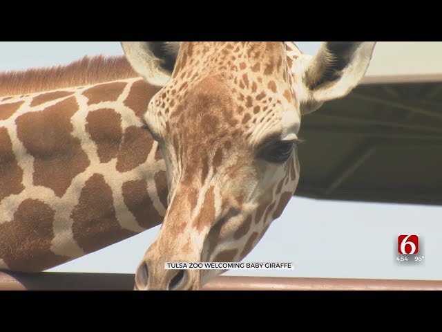 Premature Giraffe