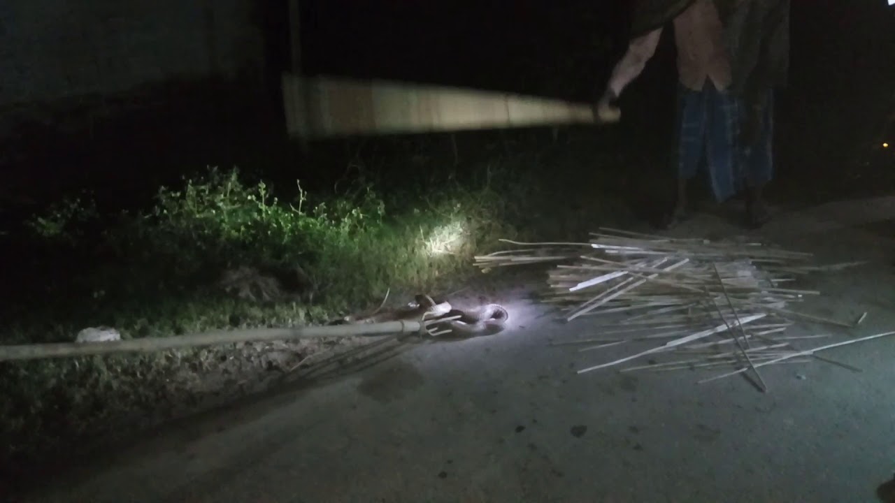 Big gokro snake at jhitkipota nadia - YouTube