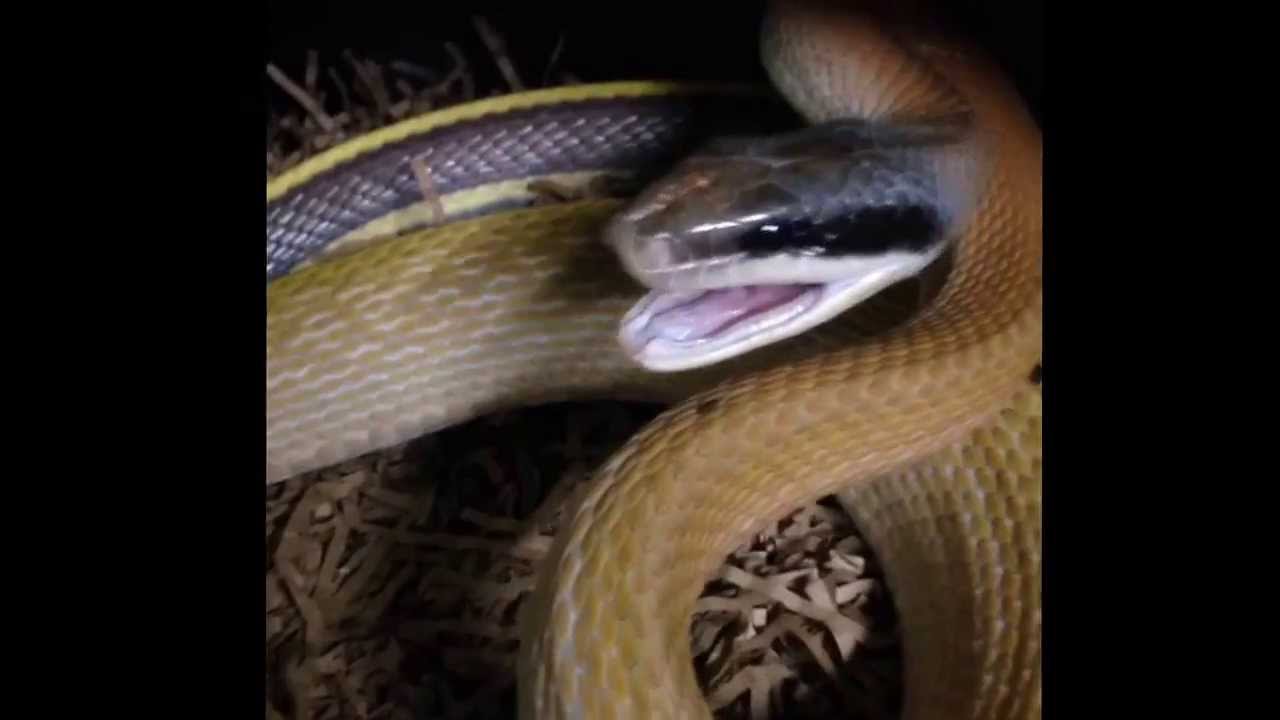 18 Snake Faces in 14 Seconds - YouTube