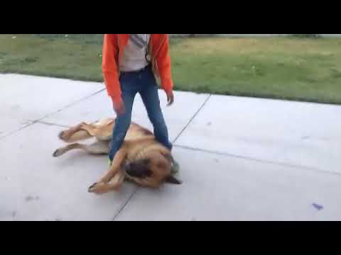 MONTANDO PERROS DE LA CALLE:V - YouTube