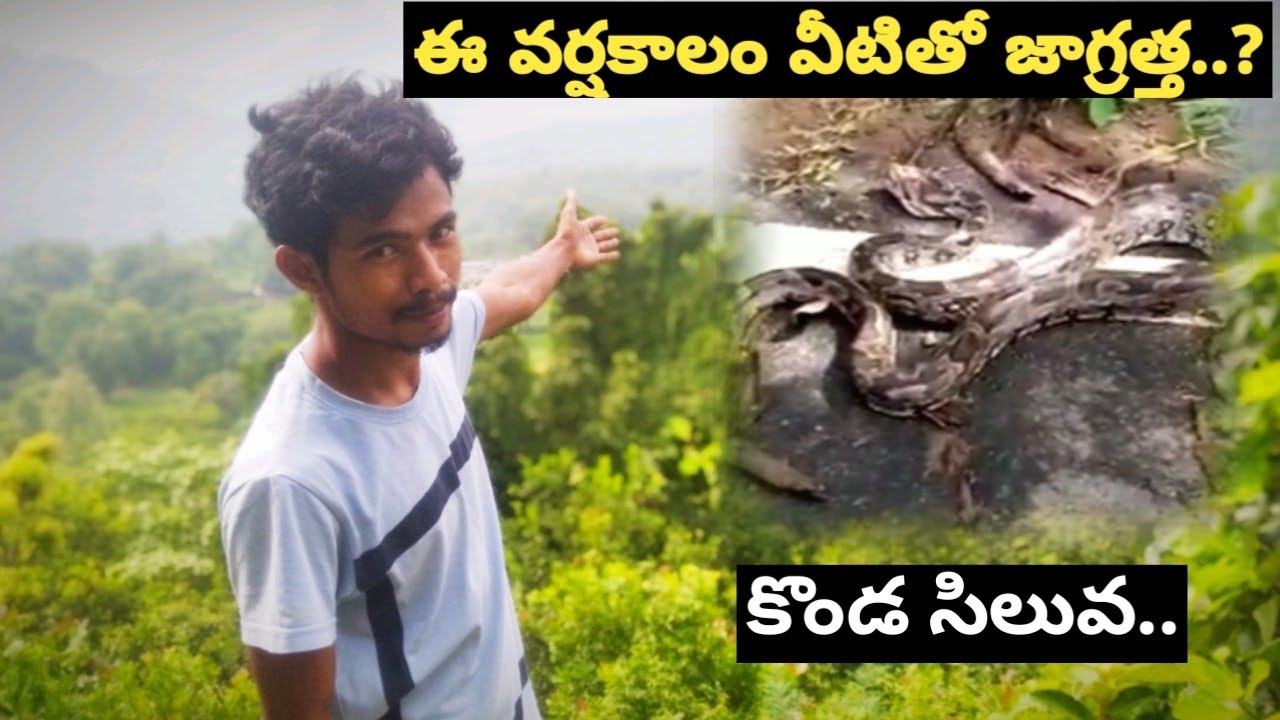 Varsakallam lo vititho jagratha| konda siluva snake| Konda snake ...
