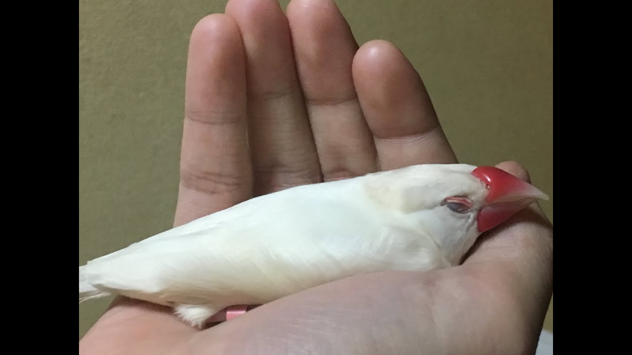 【文鳥】①まだ幼い頃のピョコたん【Java Finch】 - YouTube