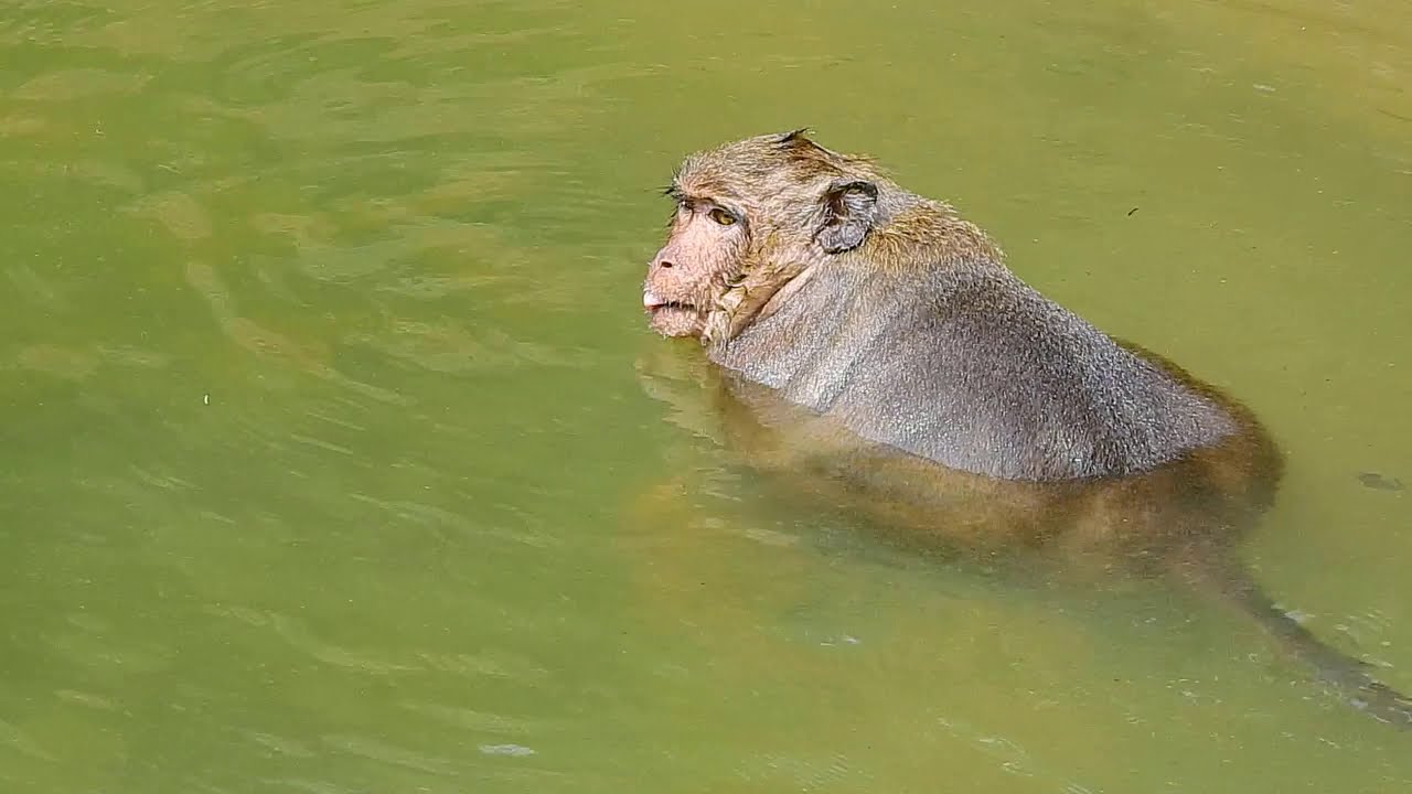 Monkey Dana and Maci - YouTube