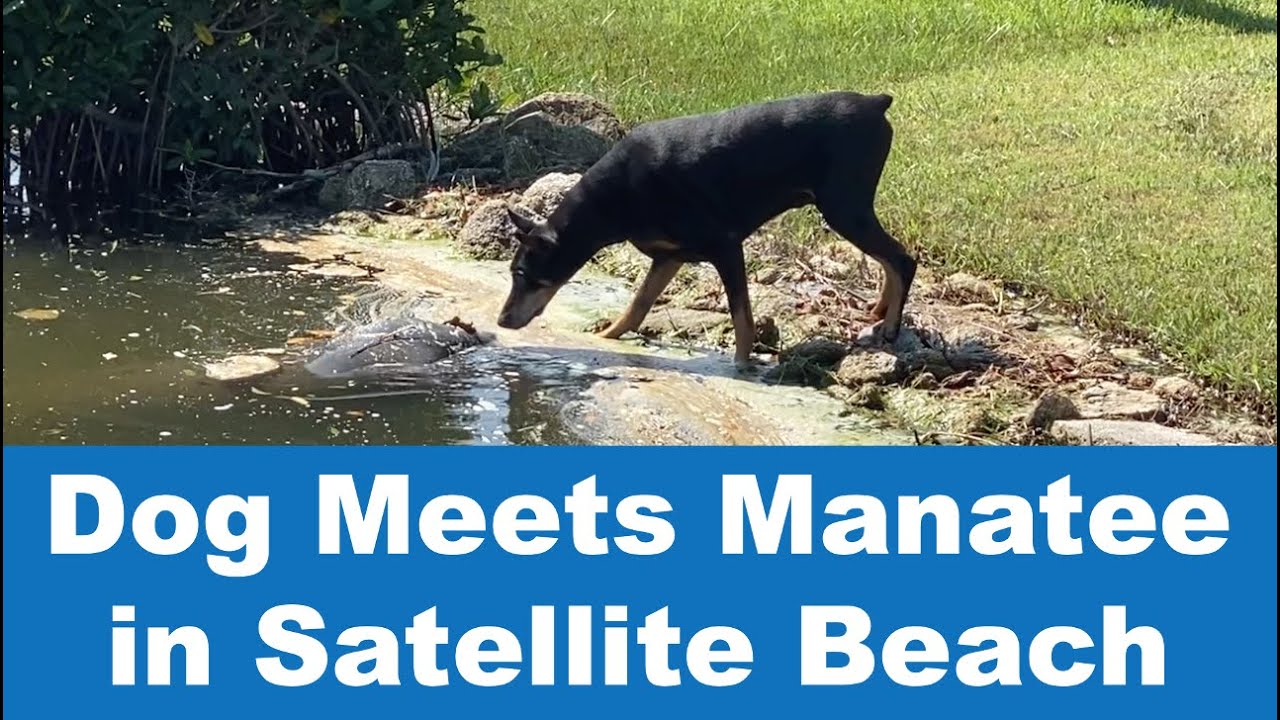 Satellite Beach Wildlife: Dog Meets Manatee - YouTube