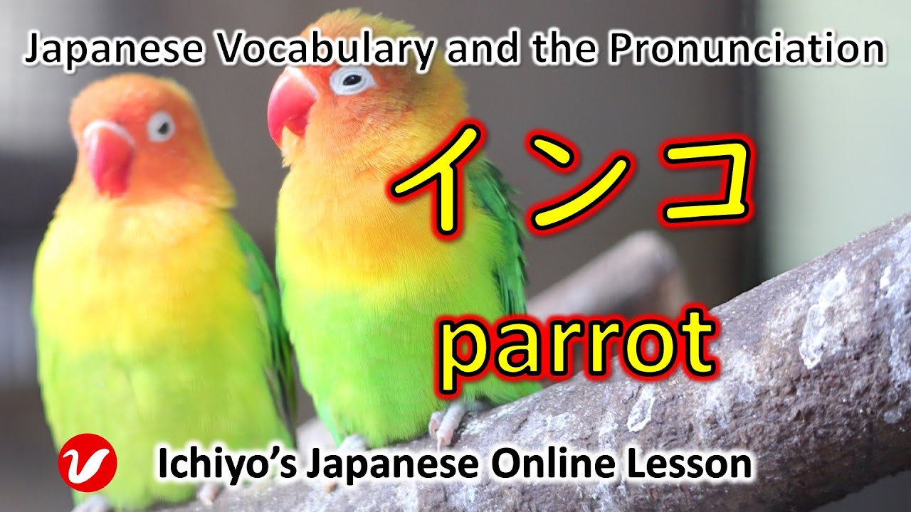 インコ (inko) | parrot, parakeet | Japanese Vocabulary and the ...