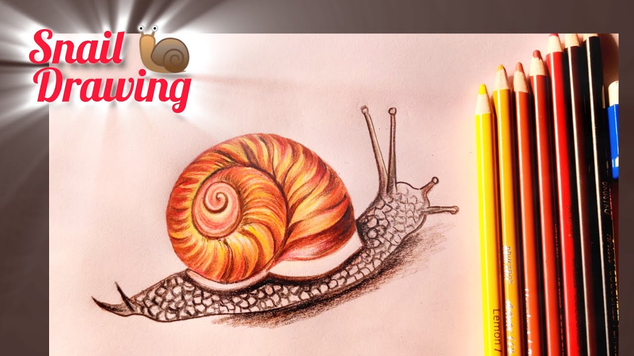 How To Draw a realistic Snail 🐌 | Step by Step Easy Drawing - YouTube