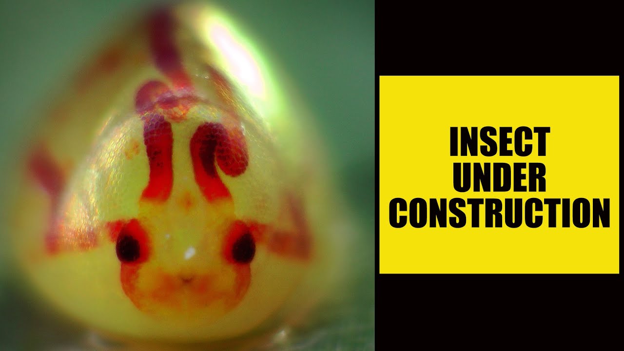 Insect Under Construction (inside the egg) - YouTube