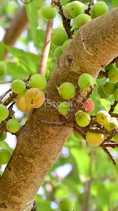 the Tree That Grows 40 Different Fruits! #facts #history #unique #today ...
