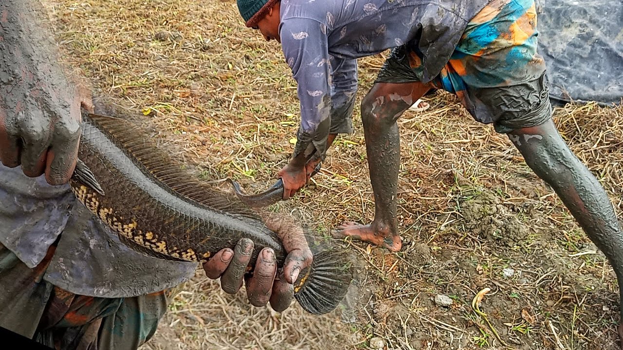 Traditional Khmer Fishing-How To Catch A Lot Of Fish At Rice Field By ...