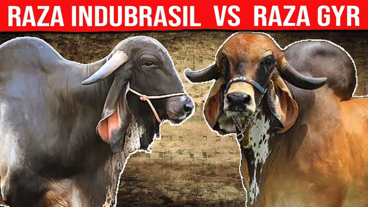 🔴 GYR LECHERO Contra INDUBRASIL Cuál Es La mejor Opción - YouTube