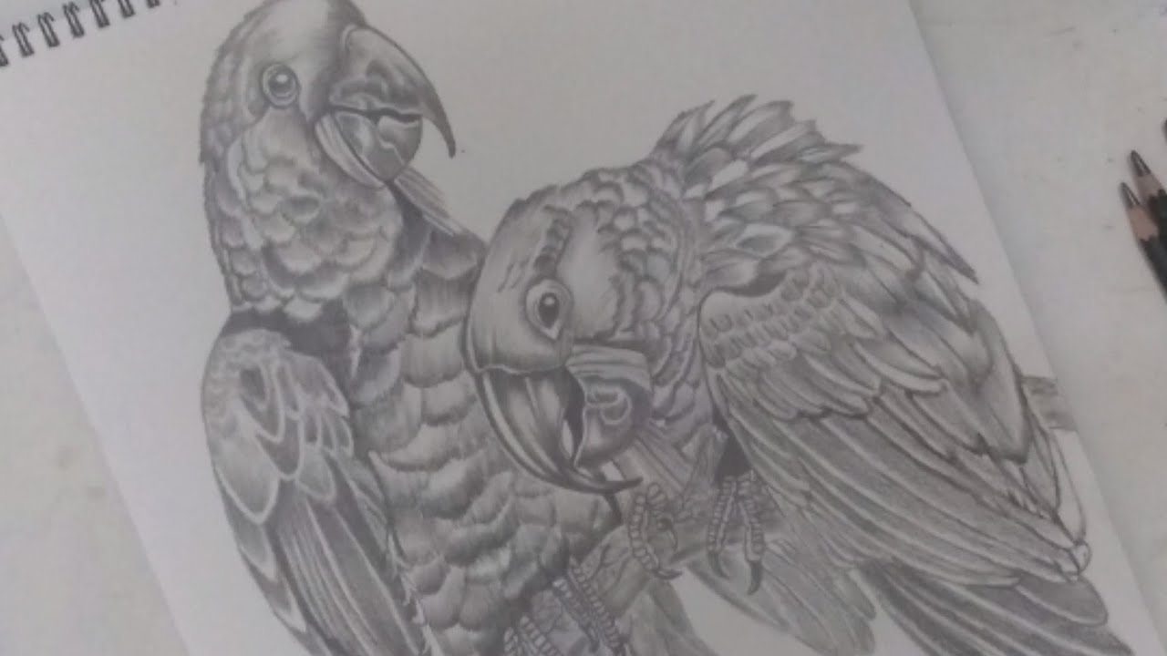 Parrot | Pencil Shading Drawing || Nitin Epic - YouTube