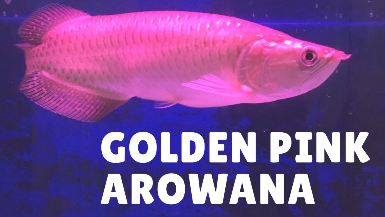 Pink Arowana Fish