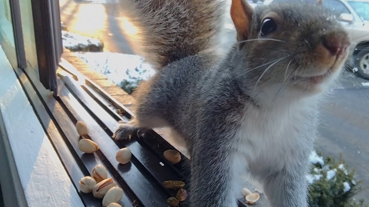 Rico the squirrel wants my phone instead of pistachios - YouTube