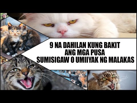 9 NA DAHILAN KUNG BAKIT ANG MGA PUSA AY SUMISIGAW O UMIIYAK NG MALAKAS ...