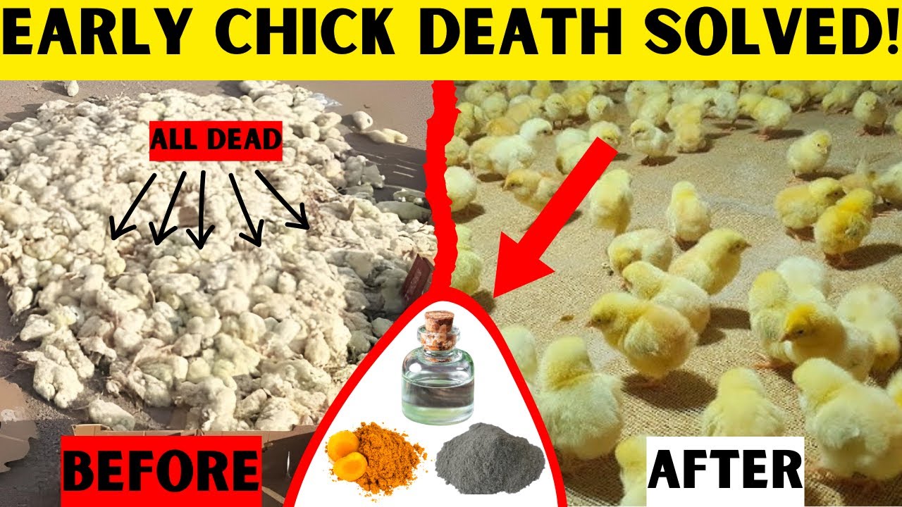 NO MORE CHICK DEATH IN WEEK 1 to 3 by Supplementing THE TOP 3 ORGANIC ...