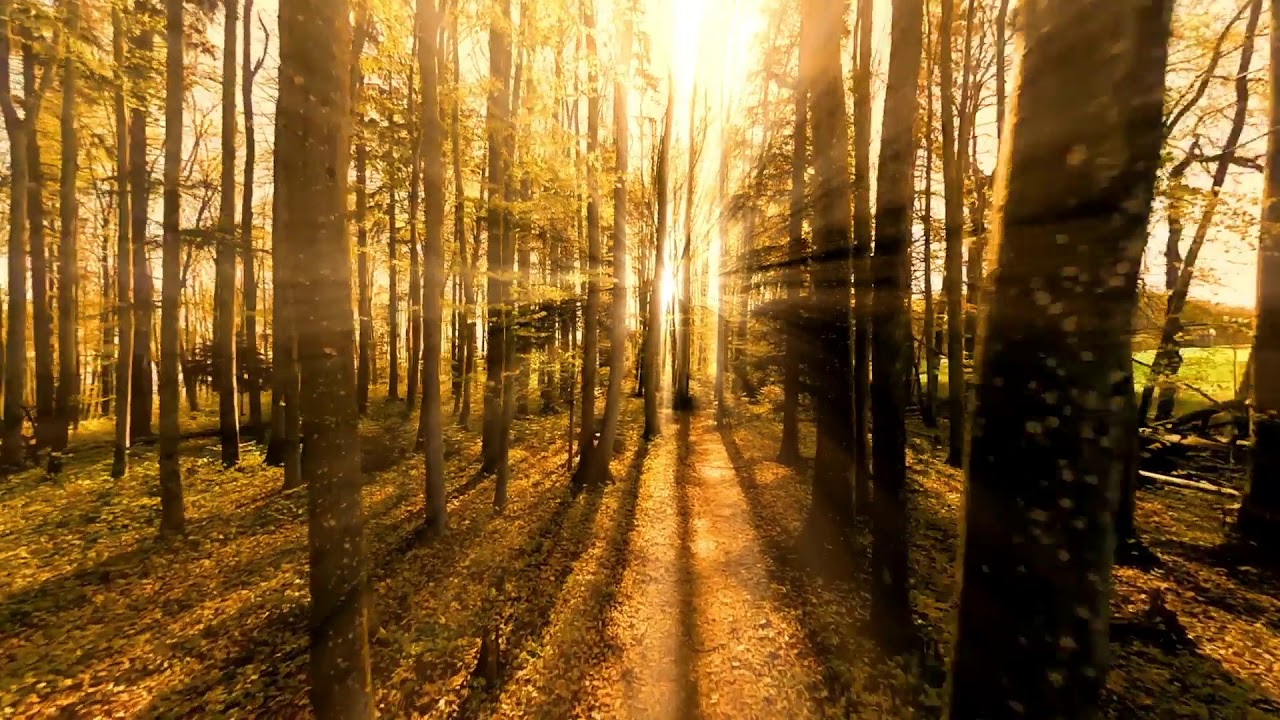 traveling through the woods video to help people relax & sleep - YouTube