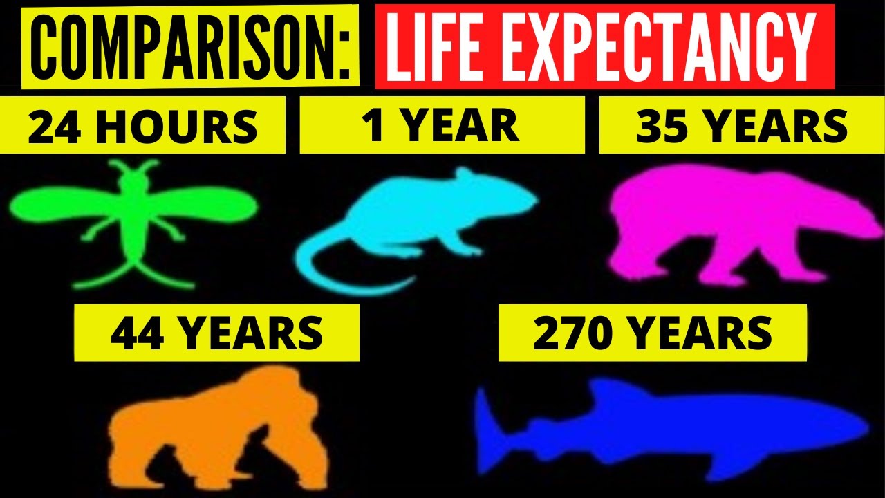 Most Popular Animals Comparison of Life Expectancy - Shortest to ...