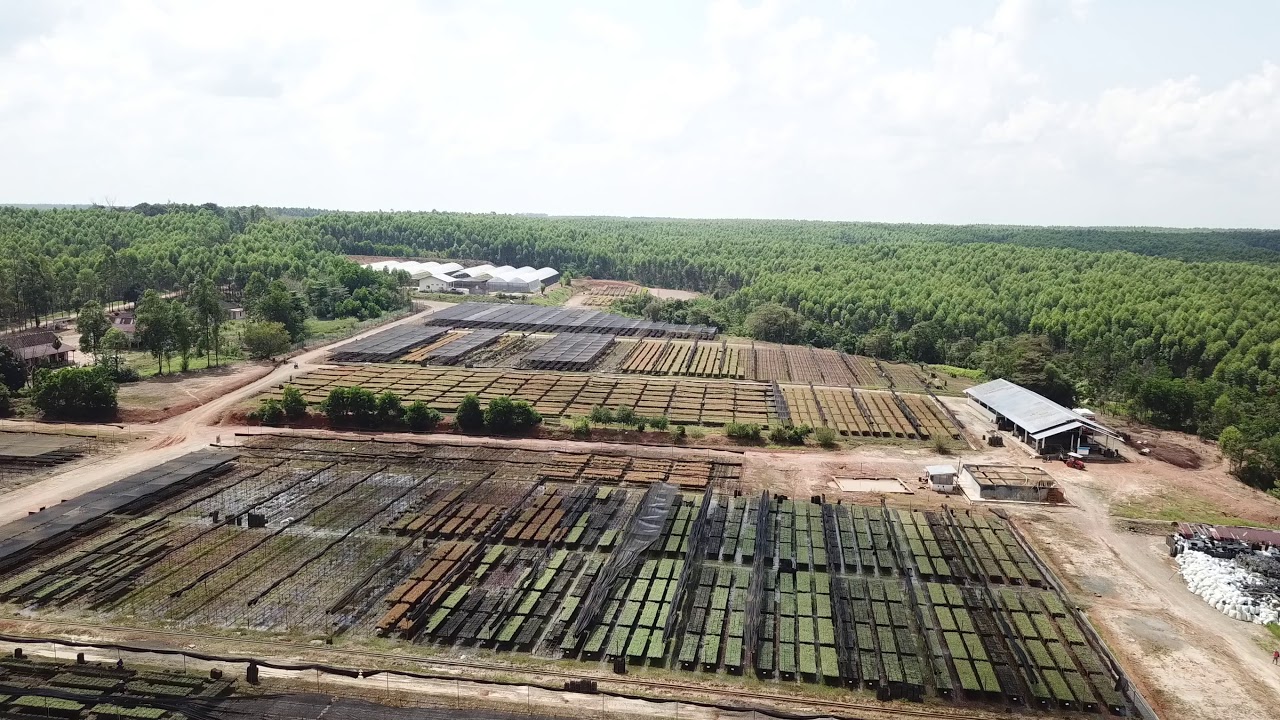 LOKASI PEMBIBITAN PT MHP - YouTube