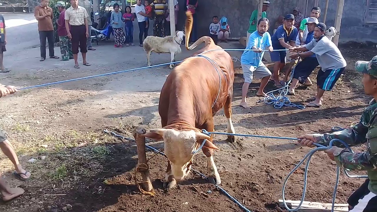 kasihan* korban sapi gaes**CR - YouTube