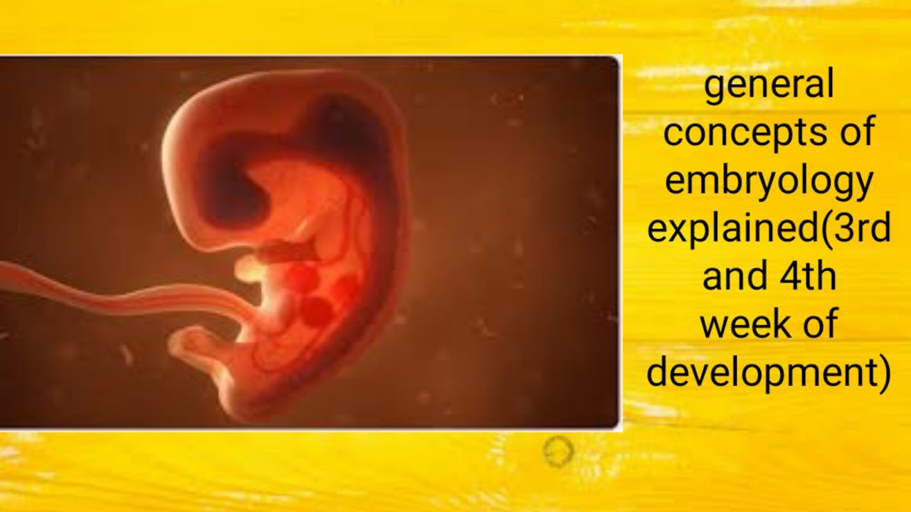 general embryology 3rd and 4th week of development (embryology series ...