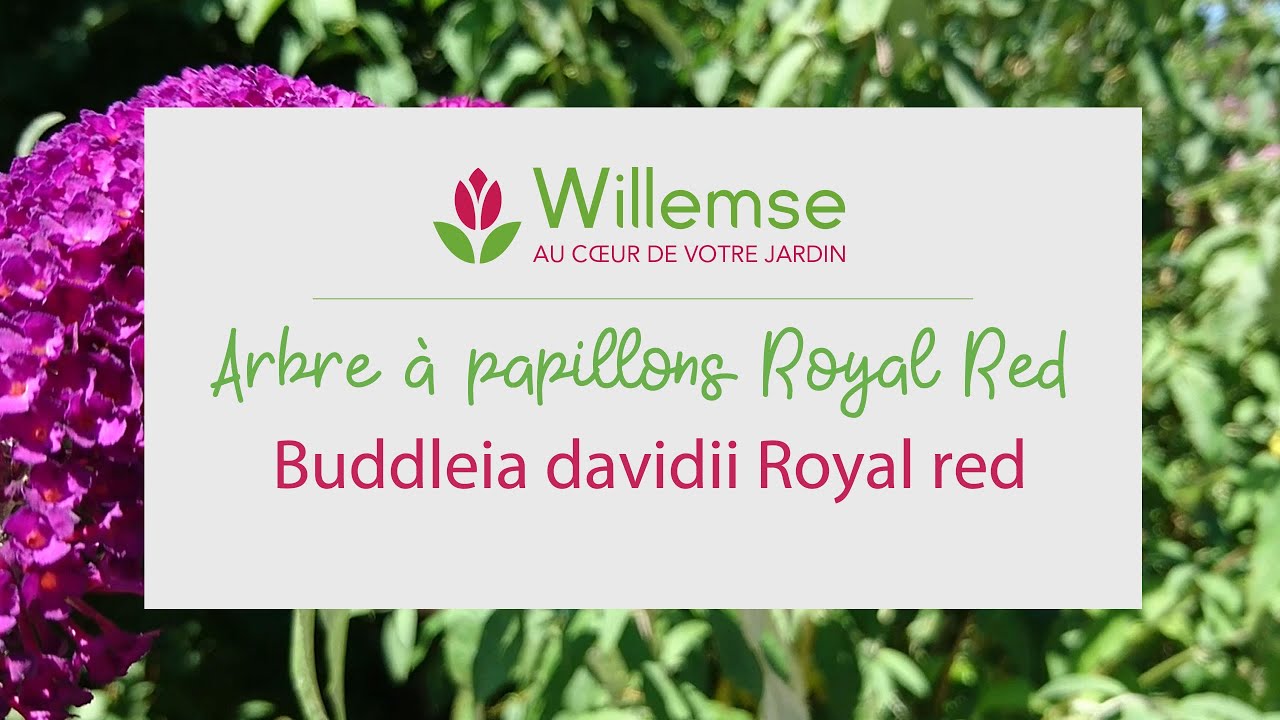 Tout savoir sur l'arbre à papillons Royal Red en une minute - YouTube