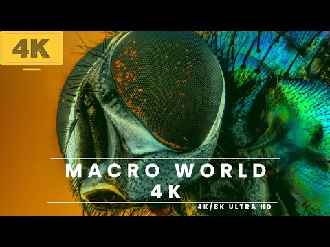 Macro World | 8K / 4K Utra HD | High Quality Video | Macro photography ...
