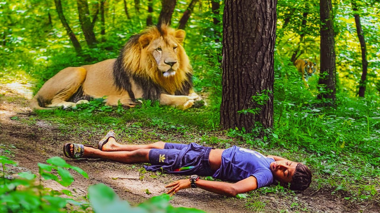 Lion Attack Man in Forest | Lion Attack Hunter | Lion Attack Human ...