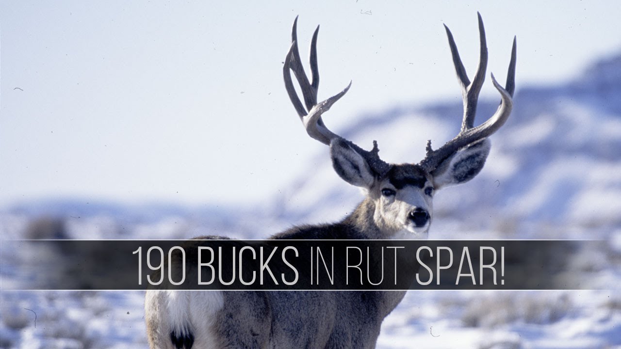 BIG BUCK RUT FIGHT!- Winter Range Mule Deer (Wildlife) - YouTube