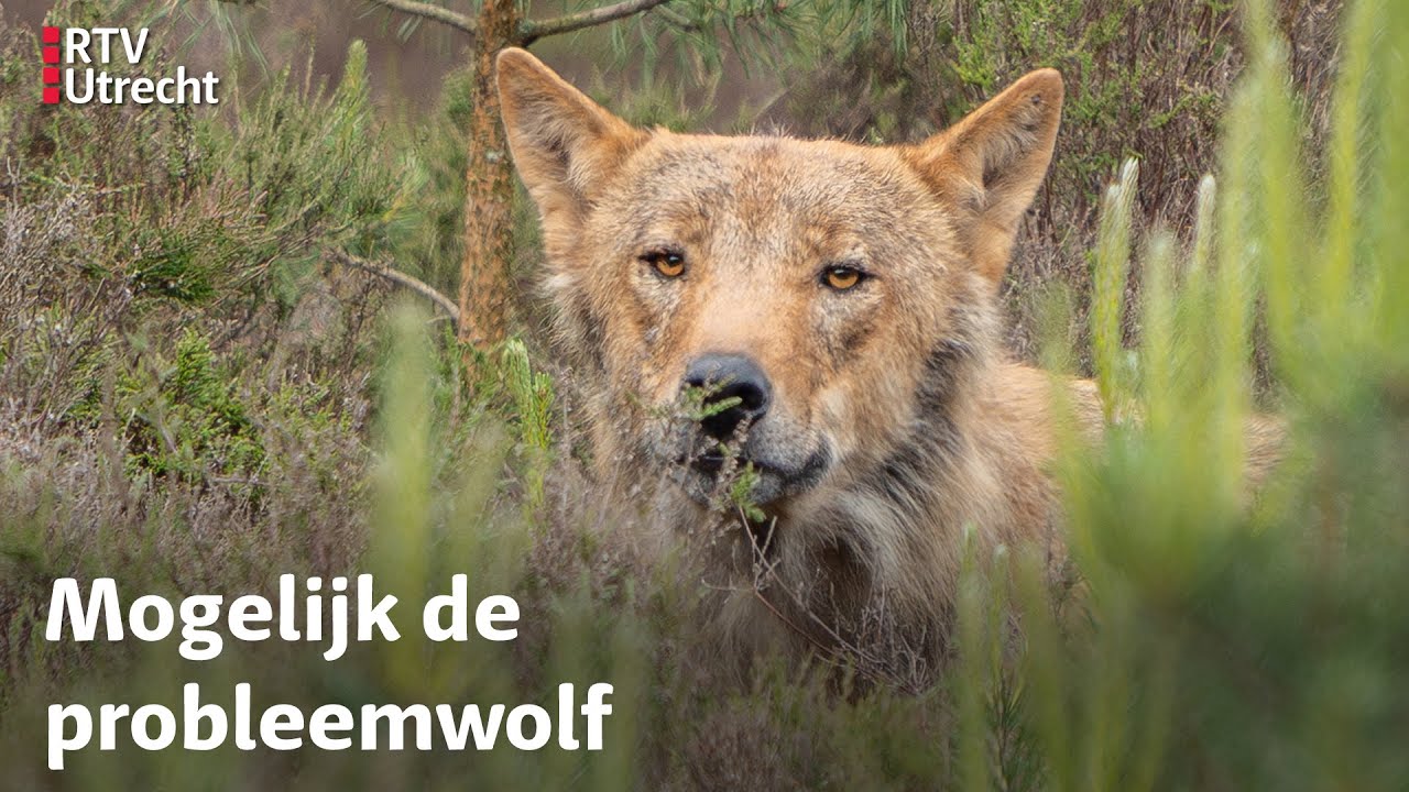 Jager schiet wolf dood op Utrechtse Heuvelrug | RTV Utrecht - YouTube