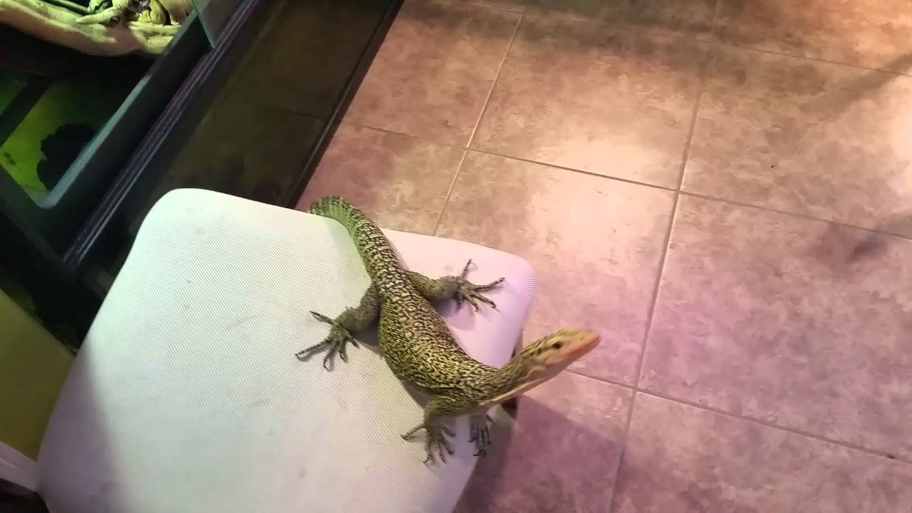 Quince Monitor- Sharp teeth on this guy - YouTube