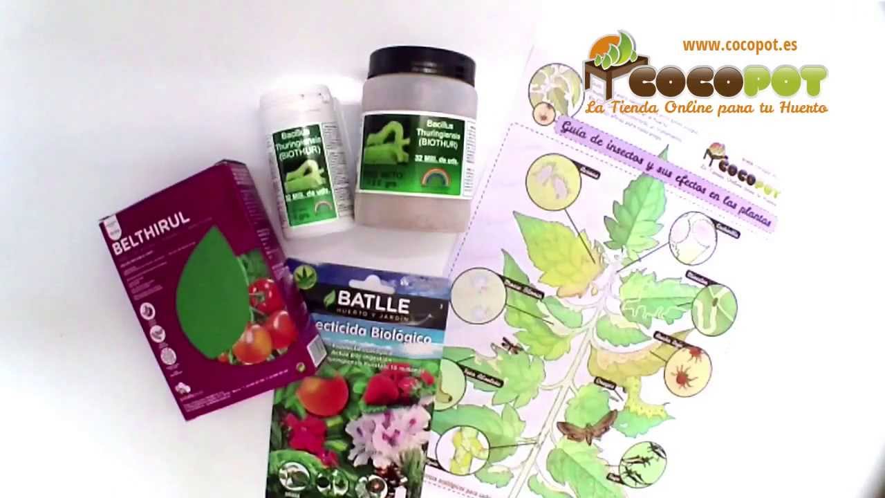 Insecticida Biológico Bacillus Thuringiensis - YouTube
