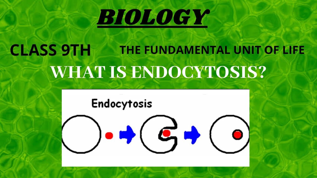 WHAT IS ENDOCYTOSIS? | SIMPLEST WAY TO LEARN | NCERT | BIOSCIFY - YouTube