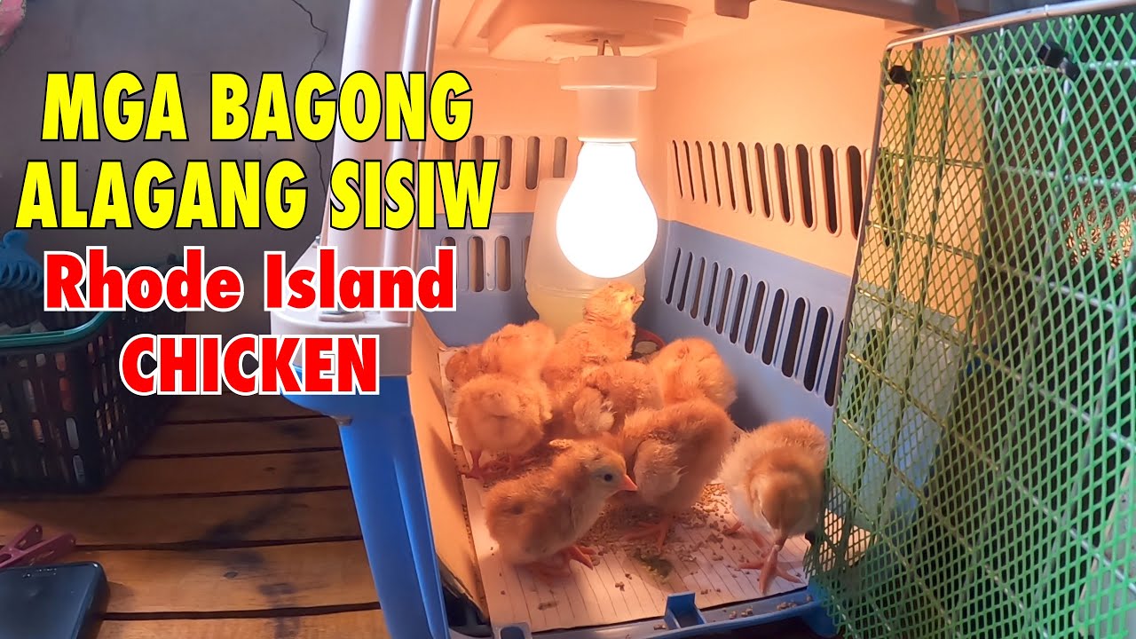 Mga bagong alagang Rhode Island chicken - YouTube