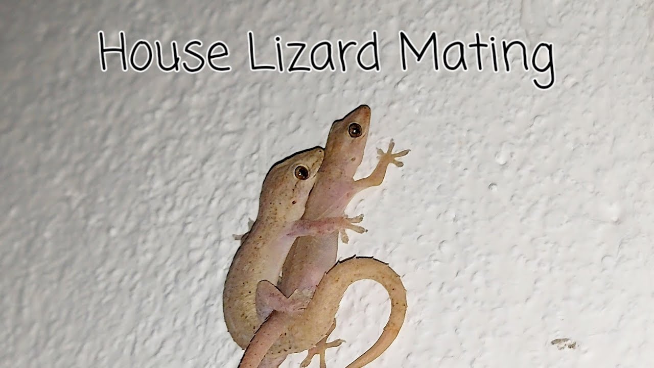 Couple Gecko ( Home Lizard ) Mating Time - YouTube