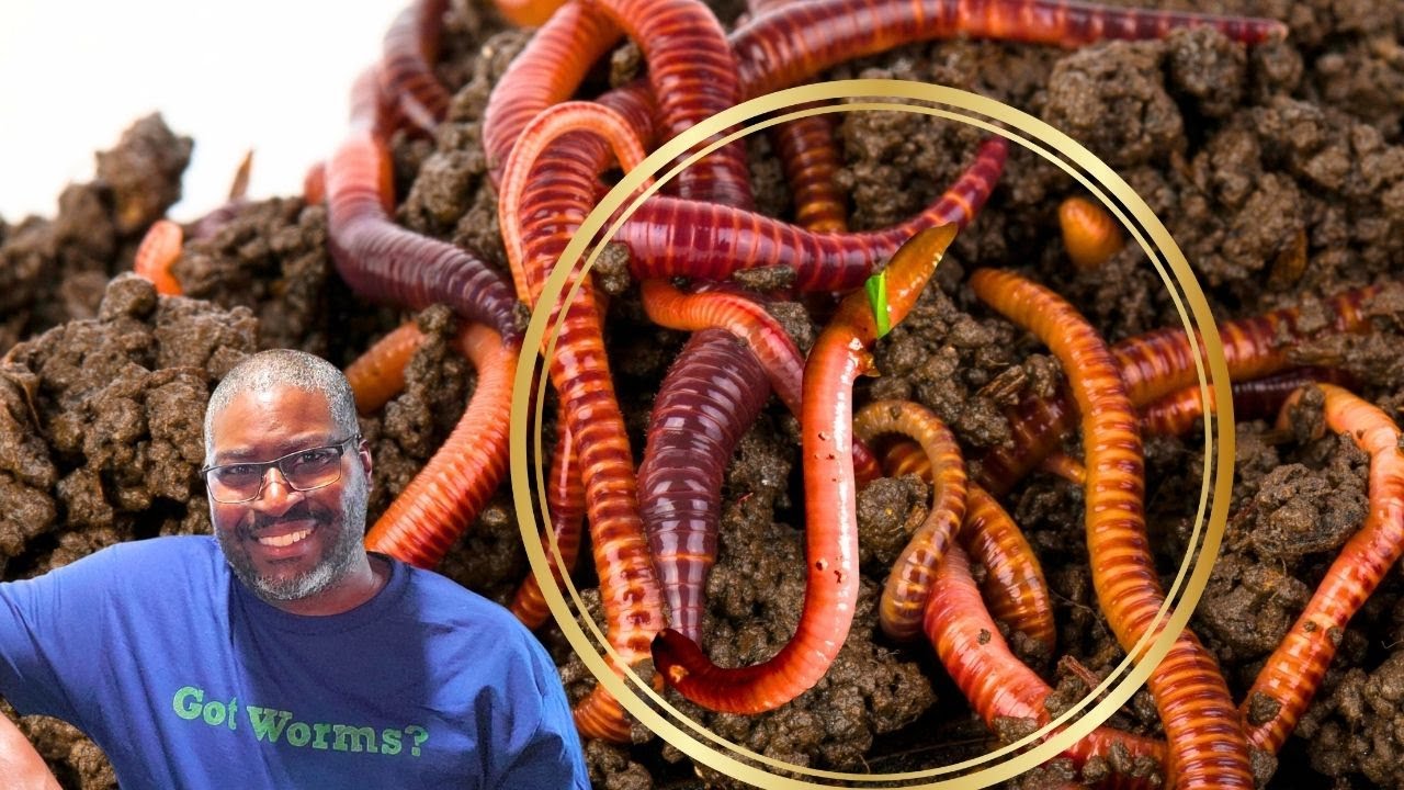How To Prepare A European Nightcrawler Worm Farm - YouTube