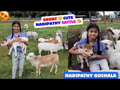 Nadipathy Goshala - Home Of Mini, Micro, Nadipathy Nano Breeds |Shortest Cows Breed |