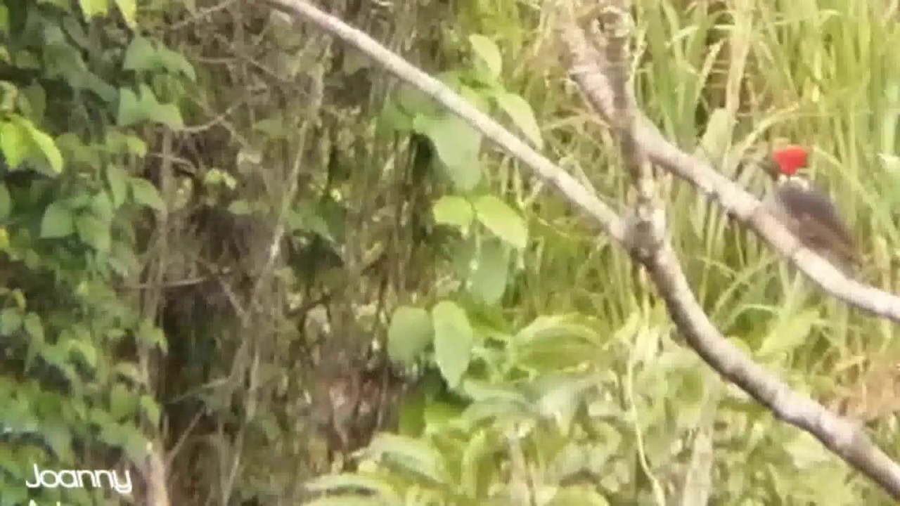 Carpenter Bird, A3 June 04 2020 - YouTube