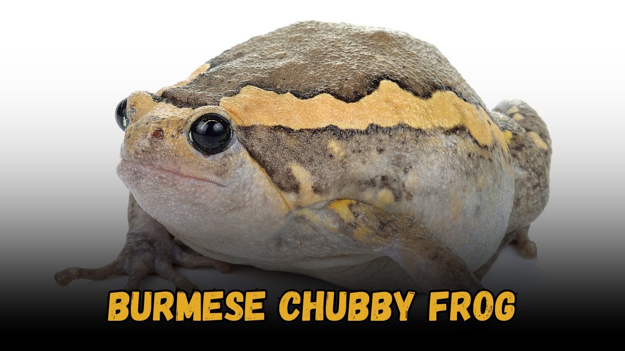 Burmese Chubby Frog Guide: Buying Cost, Diet, Tank Setup, Misting ...