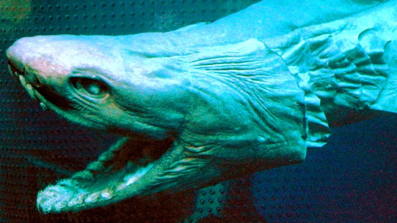 Frilled Shark Facts: SHARKS with FREAKY TEETH 🦷 Animal Fact Files - YouTube