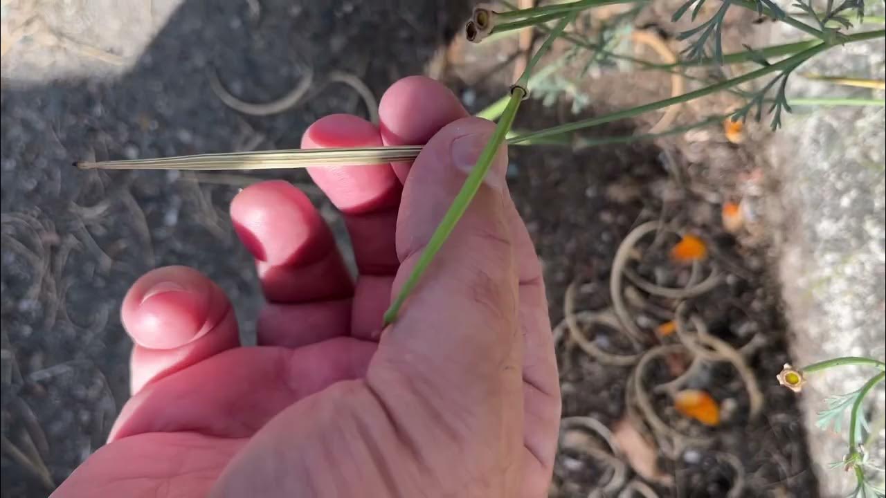 California Poppy seed pod exploding and throwing seed - YouTube