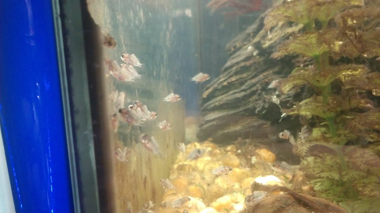 EBA fry week 5! + making my own fish food! - YouTube