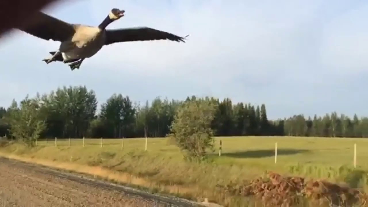 Angry duck chases man in car - YouTube