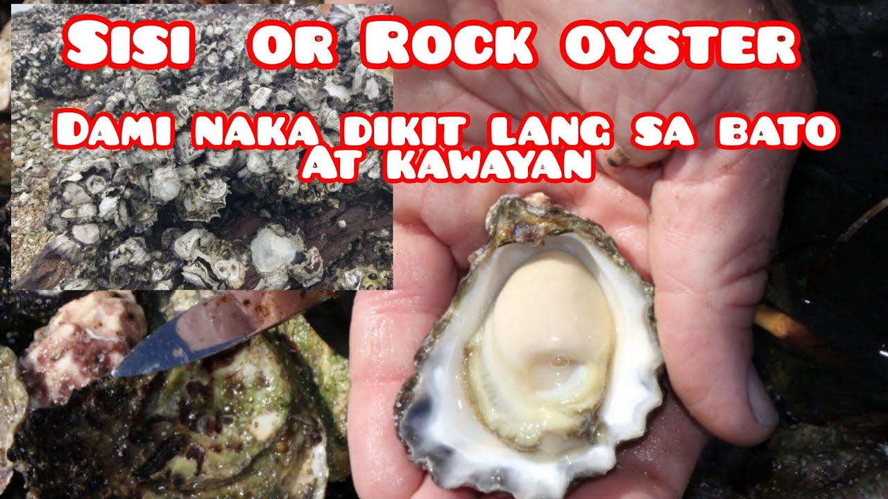 daming sisi or Rock oyster nakuha namin sarap nito - YouTube