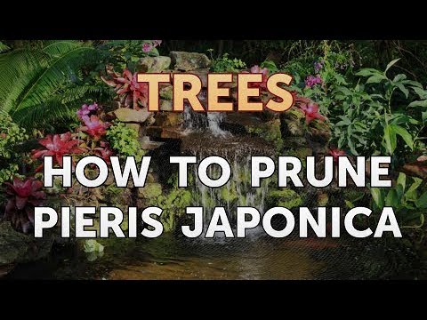How To Prune Pieris Shrubs
